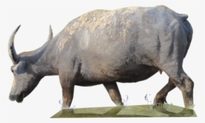 Buffalo Png Clipart - Water Buffalo Png PNG Image | Transparent PNG ...