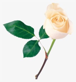 Single Rose Download Png Image - One White Rose Flower PNG Image ...