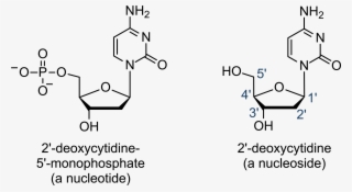 Structures Of A Deoxynucleoside And A Deoxynucleotide PNG Image | Transparent PNG Free Download ...