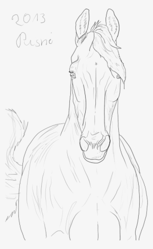 Horse Head Front View Drawing - Sketch PNG Image | Transparent PNG Free ...