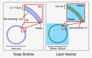 Lipid Vesicle Vs Soap Bubble - Surfactant Soap Bubble PNG Image ...
