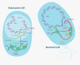 Ribosomes Png PNG Image | Transparent PNG Free Download on SeekPNG