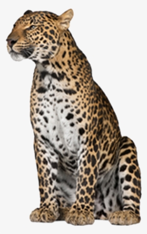 Leopard - Leopard Png PNG Image | Transparent PNG Free Download on SeekPNG