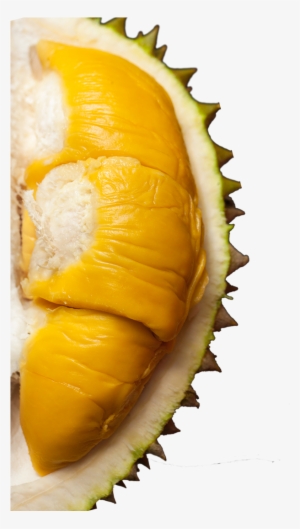Image - Durian PNG Image | Transparent PNG Free Download on SeekPNG