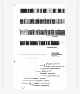 Multiple Sequence Alignment Of Amino Acids PNG Image | Transparent PNG ...