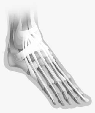 Welcome To Hadfield Foot And Ankle Dr PNG Image | Transparent PNG Free ...