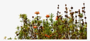 Ground Cover Png PNG Image | Transparent PNG Free Download on SeekPNG