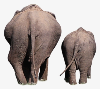 Elephant, Isolated, Move, Back, Rear Wild Animals - Back Of Animals PNG ...