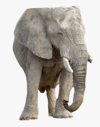 Download Pngpix Com Drake Png Transparent Image - Drake Png ...