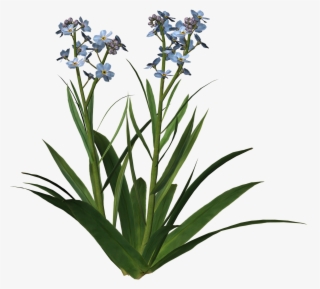 Orris Root PNG Image | Transparent PNG Free Download on SeekPNG