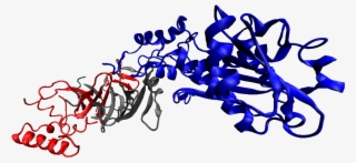 Pdb 3kio Mouse Rnase H2 Complex - Calligraphy PNG Image | Transparent ...