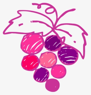 Wine Common Grape Vine Drawing Varietal - Anggur Sketsa PNG Image ...