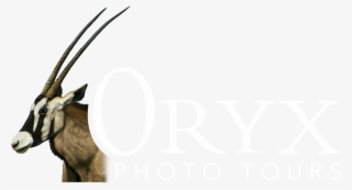 Logo - Gemsbok PNG Image | Transparent PNG Free Download on SeekPNG