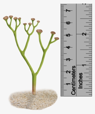 Cooksonia Artist's Impression - Cooksonia Pertoni PNG Image ...