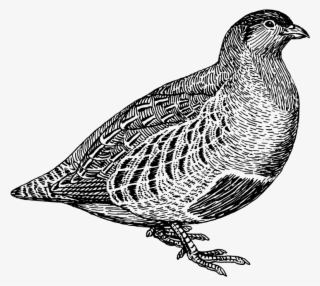 Free Vector Partridge - Partridge Line Art PNG Image | Transparent PNG ...