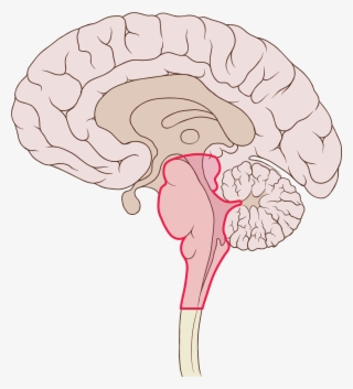 Mouse Brain Sagittal - Rat Brain Cartoon PNG Image | Transparent PNG ...