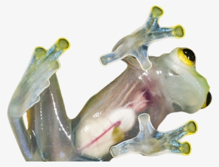 Glass Frog - Glass Frog Png PNG Image | Transparent PNG Free Download ...