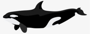 Orca PNG Image | Transparent PNG Free Download on SeekPNG