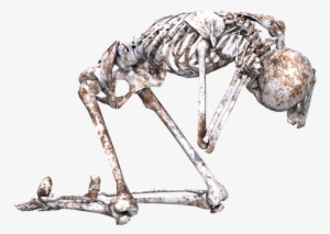 Skeleton PNG Images | PNG Cliparts Free Download on SeekPNG