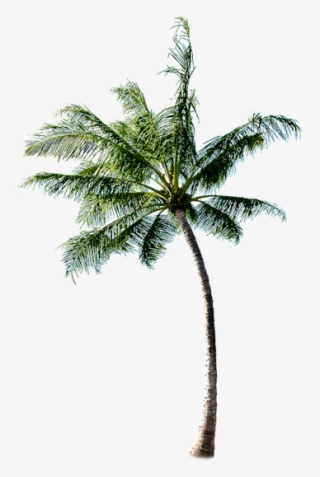 Coconut Tree Png Image Background - Coconut Tree Png PNG Image ...