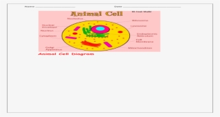 Animal Cell Diagram - Circle PNG Image | Transparent PNG Free Download ...