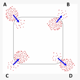 The Diagram Shows The Ways In Which Molecules May Move - Diagram PNG ...