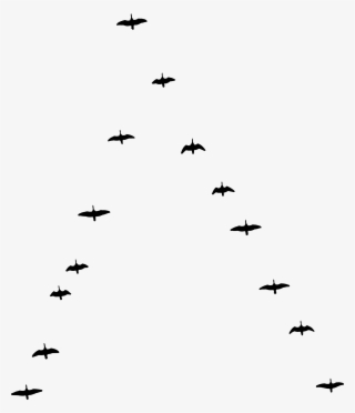Birds - Bird Migration PNG Image | Transparent PNG Free Download on SeekPNG