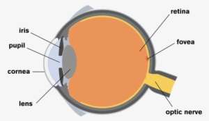 Mtf Of Human Eye In White Light For 10 Eyes - Eye PNG Image ...