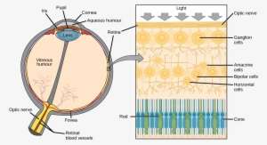 The Human Eye Is Shown In Cross Section - Diagram Of The Eye PNG Image ...
