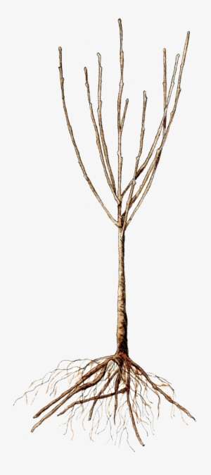 Bare Root Tree - Tree PNG Image | Transparent PNG Free Download on SeekPNG
