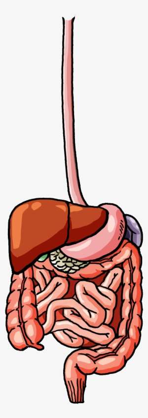Male Digestive System - Illustration PNG Image | Transparent PNG Free ...