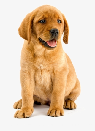 Labrador Png Image High Quality - Labrador Pictures Transparent ...