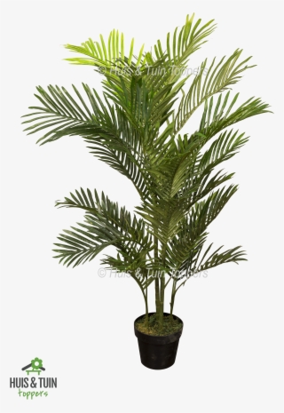 Kunstplant Areca Palm - Kunstplant Areca Palm Png PNG Image ...