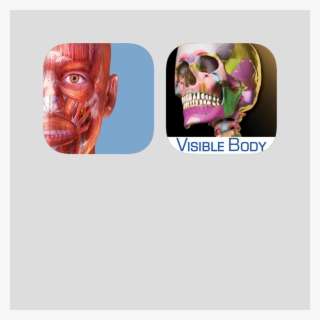 Visible Body PNG Image | Transparent PNG Free Download on SeekPNG