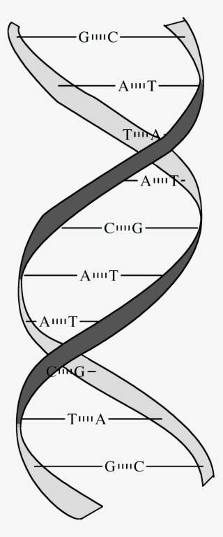 Dna Double Helix - Diagram PNG Image | Transparent PNG Free Download on ...