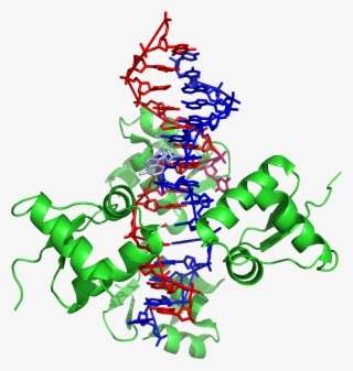 Z Dna Wikipedia - Dna PNG Image | Transparent PNG Free Download on SeekPNG