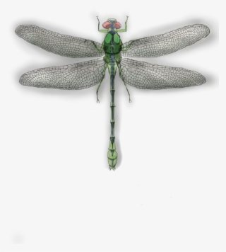 Dragonfly Hd Insects - Net-winged Insects PNG Image | Transparent PNG ...