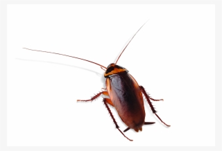 Cockroach Png PNG Images | PNG Cliparts Free Download on SeekPNG