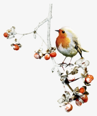 Winter Birds Free Clipart Clip Art Library - Cute Winter Bird Clipart ...