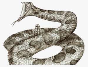 Sidewinder Snake Drawing