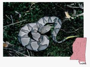 Copperhead - Snakes PNG Image | Transparent PNG Free Download on SeekPNG