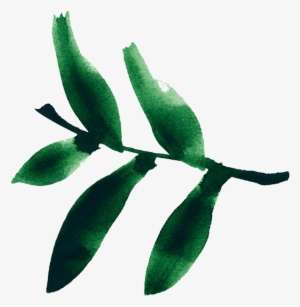 687006-807o Green Tea - Russian Olive PNG Image | Transparent PNG Free ...