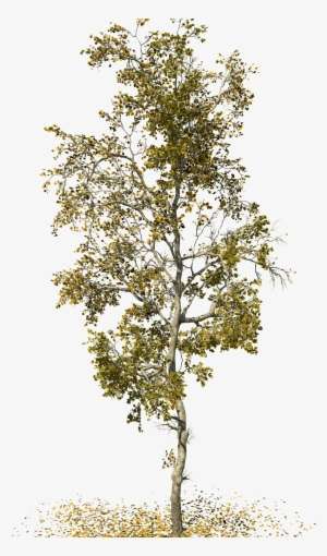 American - Sycamore Tree Png PNG Image | Transparent PNG Free Download ...