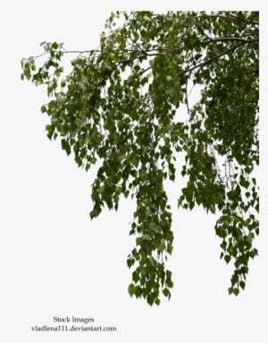 Png File Size - Tree Branch Silhouette PNG Image | Transparent PNG Free ...