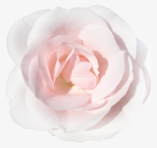 White Flowers - Rose Top View Png PNG Image | Transparent PNG Free ...