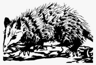 Opossum Clipart Transparent - Common Ringtail Possum PNG Image ...