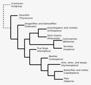 Phylogeny Of Insect Orders - Insect Phylogeny PNG Image | Transparent ...