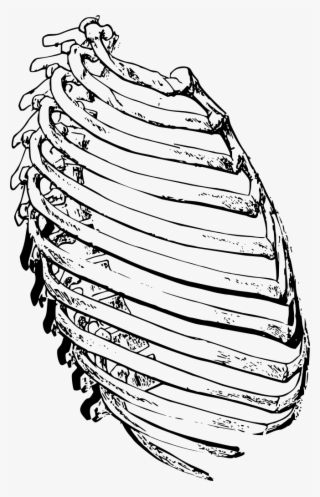 Download Png - Rib PNG Image | Transparent PNG Free Download on SeekPNG
