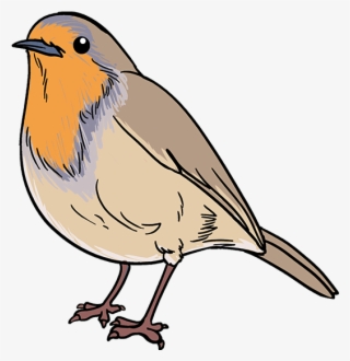 Indian Robin - Indian Koel Bird Drawing PNG Image | Transparent PNG ...