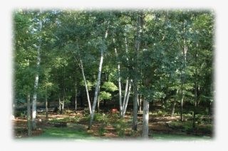 Native Minnesota Forest - Grove PNG Image | Transparent PNG Free ...